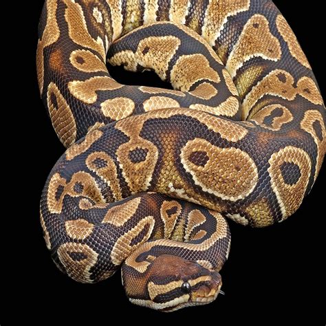 Cobras Python Conheça Espécies Cuidados E Dicas De Compra