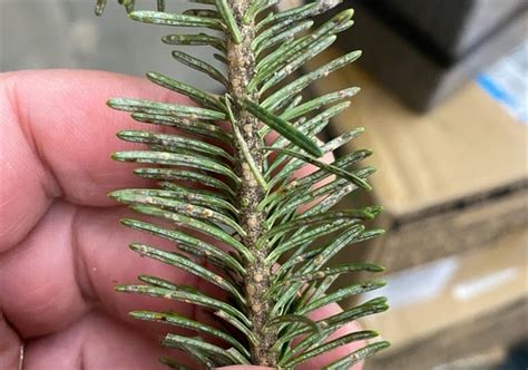 Oda Finds Invasive Pest While Inspecting Christmas Tree Products