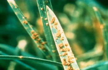 Turf Rust Got Pests Board Of Pesticides Control Maine DACF
