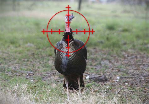 Archery Hunting Turkey Shot Placement At Gertrude Howard Blog