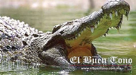 Niño es devorado por un cocodrilo El Buen Tono