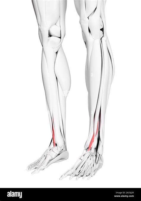 Extensor Hallucis Longus Model
