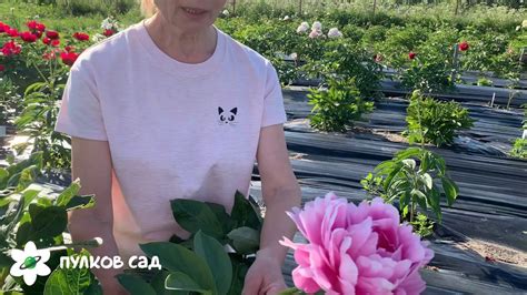 Juliska peony. Юлиска пион. Пулков сад - YouTube