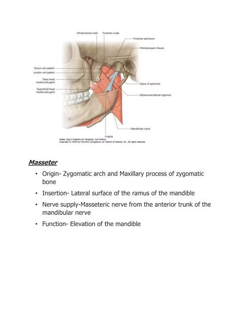 Stomatognathic System Docx