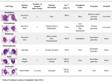Myelocyte And Metamyelocyte