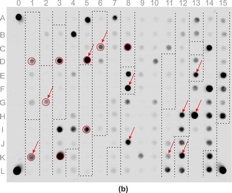Fluorescence Hybridization Patterns Of Microarrays After Analysis Of Download Scientific