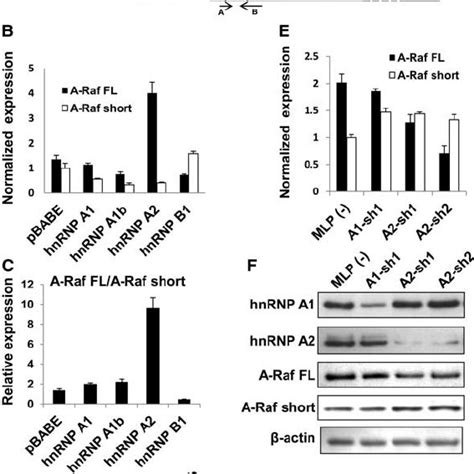 Hnrnp A2b1 Regulates A Raf Alternative Splicing A A Diagram
