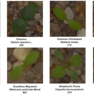 The Plant Seedling Dataset Download Scientific Diagram