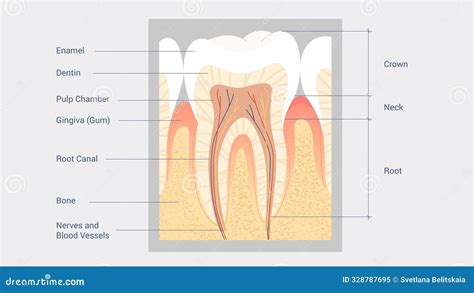 Tooth Anatomy Diagram Stock Illustration Illustration Of Crown 328787695