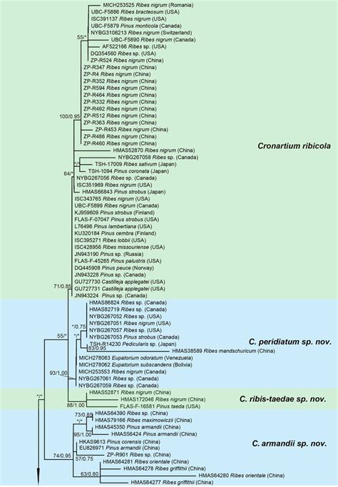 A Multilocus Phylogenetic Tree Of The Cronartium Species One Of The Download Scientific