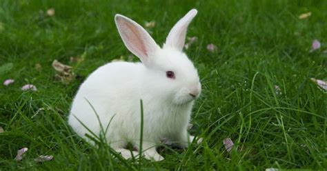 Cute White Rabbit Pictures