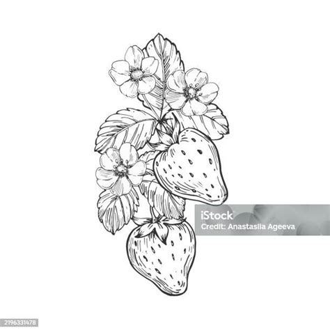 딸기 벡터 흑인과 백인 일러스트 잉크로 그린 손 잎 열매 와 꽃 와 딸기 통하고 있는 하얀 배경에 라벨 디자인을 위한 템플릿 0