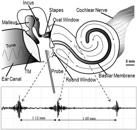 Schematic Diagram Of Experimental Doppler Measurements Download Scientific Diagram