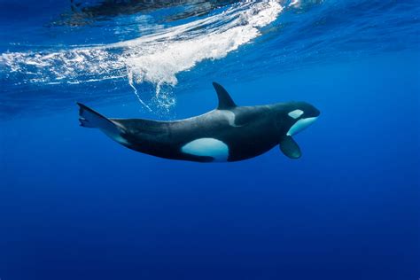 Killer Whales Jumping In The Wild