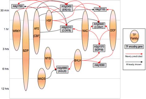 Part Of The Predicted Regulatory Network Regulatory Network At The Download Scientific Diagram