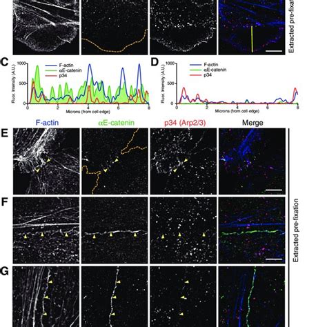 Cryo Em And 3d Reconstructions Of Actin Filaments In The Presence Of