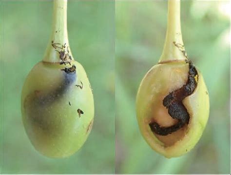 Feeding Trace Of Larva Of Pyrrhalta Semifluva On Fruit Of Cerasus