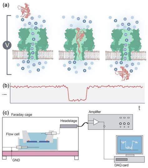 Single Molecule Protein Sensing In A Nanopore A Tutorial Pmc