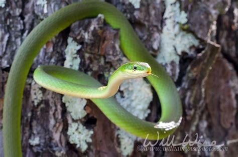 Pet And Nature Photography Blog By William Wise William Wise Photography