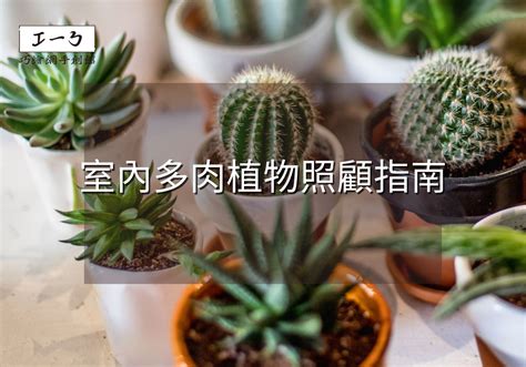 室內多肉＆植物照顧指南 巧繪網植物館 植物盆栽送禮推薦