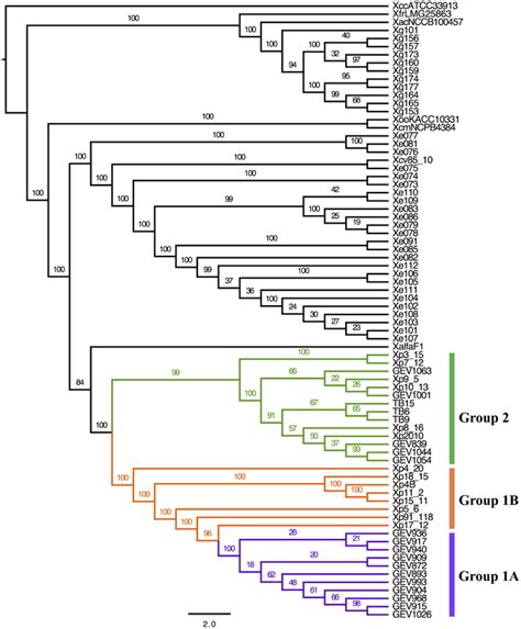 Core Genome Phylogenetic Analysis Phylogenetic Trees Obtained By Ml