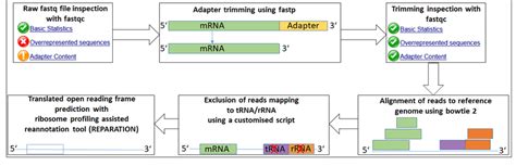 Analysis Pipeline For Prediction Of Translated Open Reading Frames Download Scientific Diagram