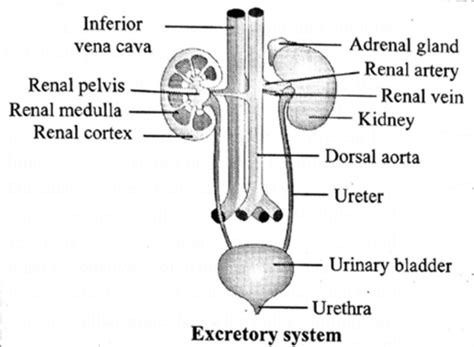 Notes Part 1 Class 11 Science Biology Chapter 15 Excretion And