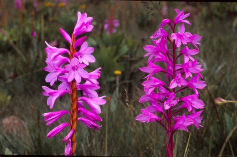 Functional Ecology Vol 38 No 8