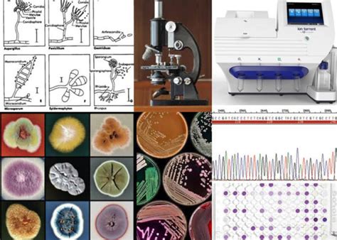 Analytical Services Agharkar Research Institute Pune