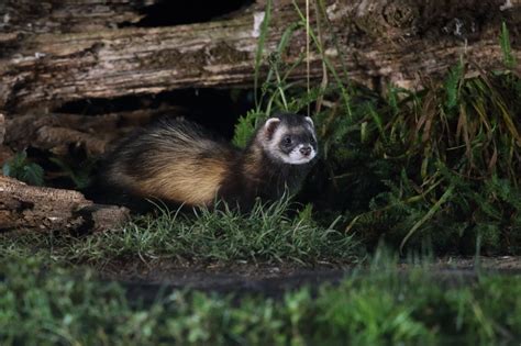 Polecat — Mammal Society