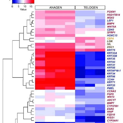 Heat Map Presenting Hierarchical Clustering Of A Preselected Subset Of