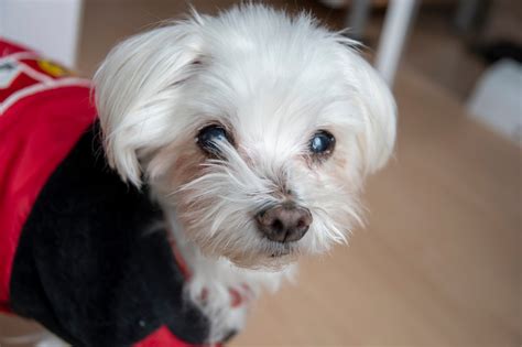 말티즈 수명 평균 몇 년 살까 말티즈가 주의해야 할 질병과 관리 방법 비마이펫 라이프