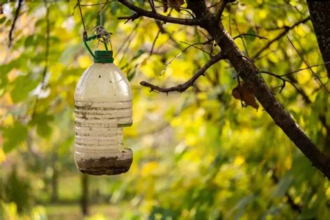 How To Hang A Bird Feeder The Ultimate Guide 2025