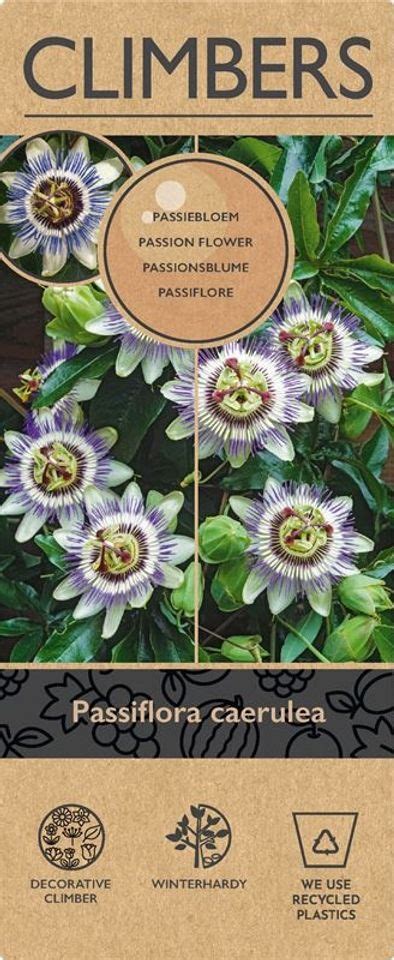 Passiflora Caerulea — Plant Wholesale Floraccess