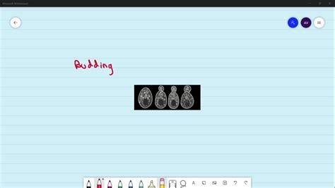 SOLVED The Given Diagram Shows A Budding In Bacteria B Binary Fission In Amoeba C Budding