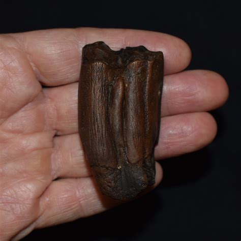 Exceptional Large Fossilized Ancient Bison Tooth With Intact Roots Etsy
