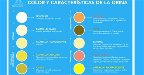 Atención El Color De La Orina Puede Indicar Problemas De Salud