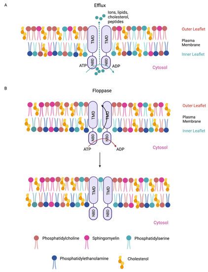 Roles Of Atp Binding Cassette Proteins In Pluripotent Stem Cells Encyclopedia Mdpi