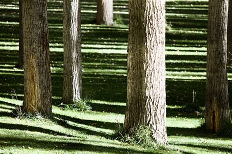 밝게 햇볕이 잘 드는 나무 줄기와 나무의 긴 그림자가 있는 푸른 잔디의 클로즈업 0명에 대한 스톡 사진 및 기타 이미지 0명 계절 고대비 Istock