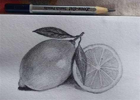 Lemon Drawing With Artline Pencils Lemon Drawing Pencil Lemon Sketch