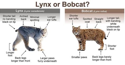 Lynx Of The World Poster Print Field Guide Artofit