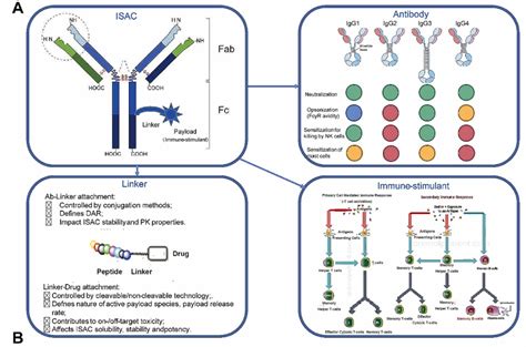 Week 3 July 2024 Immunostimulatory Adcs Iadcs