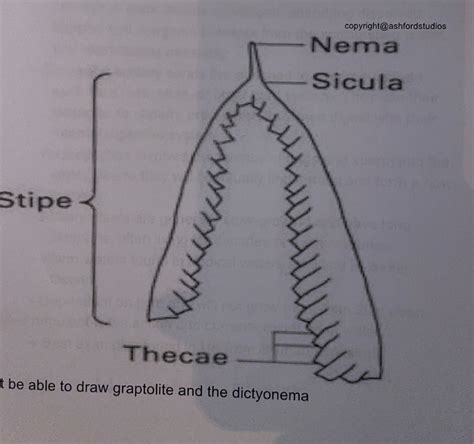 Graptolites Diagram Quizlet