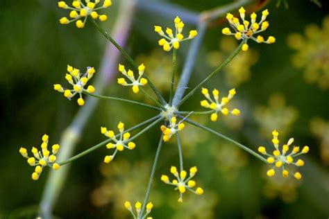 Fennel Diseases And Pests Description Uses Propagation
