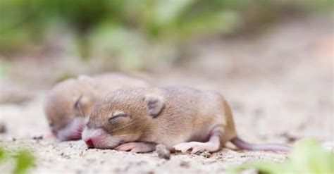 How Many Babies Do Mice Have A Z Animals