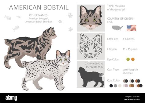 American Bobtail Cat Clipart All Coat Colors Set All Cat Breeds