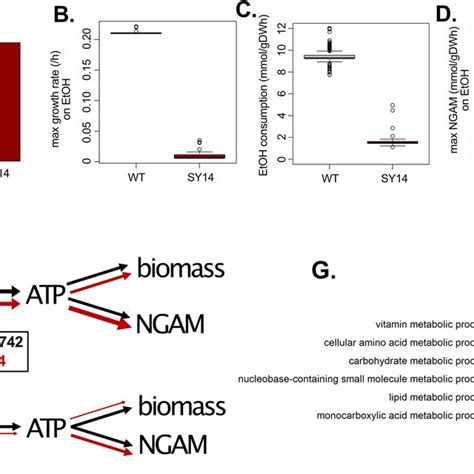 enzyme constrained genome scale modeling ecgem predicts high ngam on