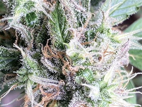 Aurora The Headless Northern Rcannabiscultivation