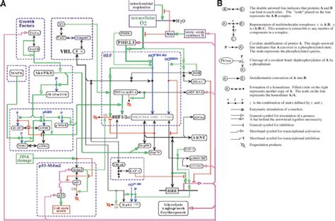 A Molecular Interaction Map Of The Network That Governs The Download Scientific Diagram