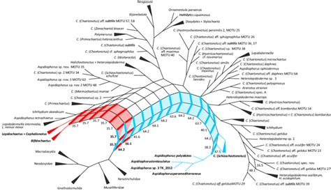Phylogenetic Conflict In The Bi Trees Reconstructed By Consensus
